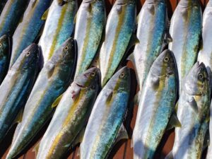 Fishing in DANA POINT: The Complete Guide [VIDEO]