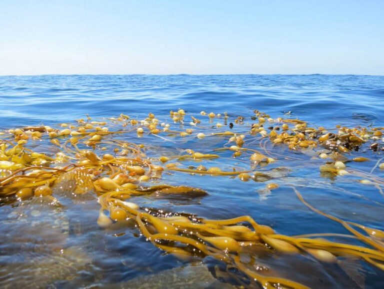 Fishing in DANA POINT: The Complete Guide [VIDEO]