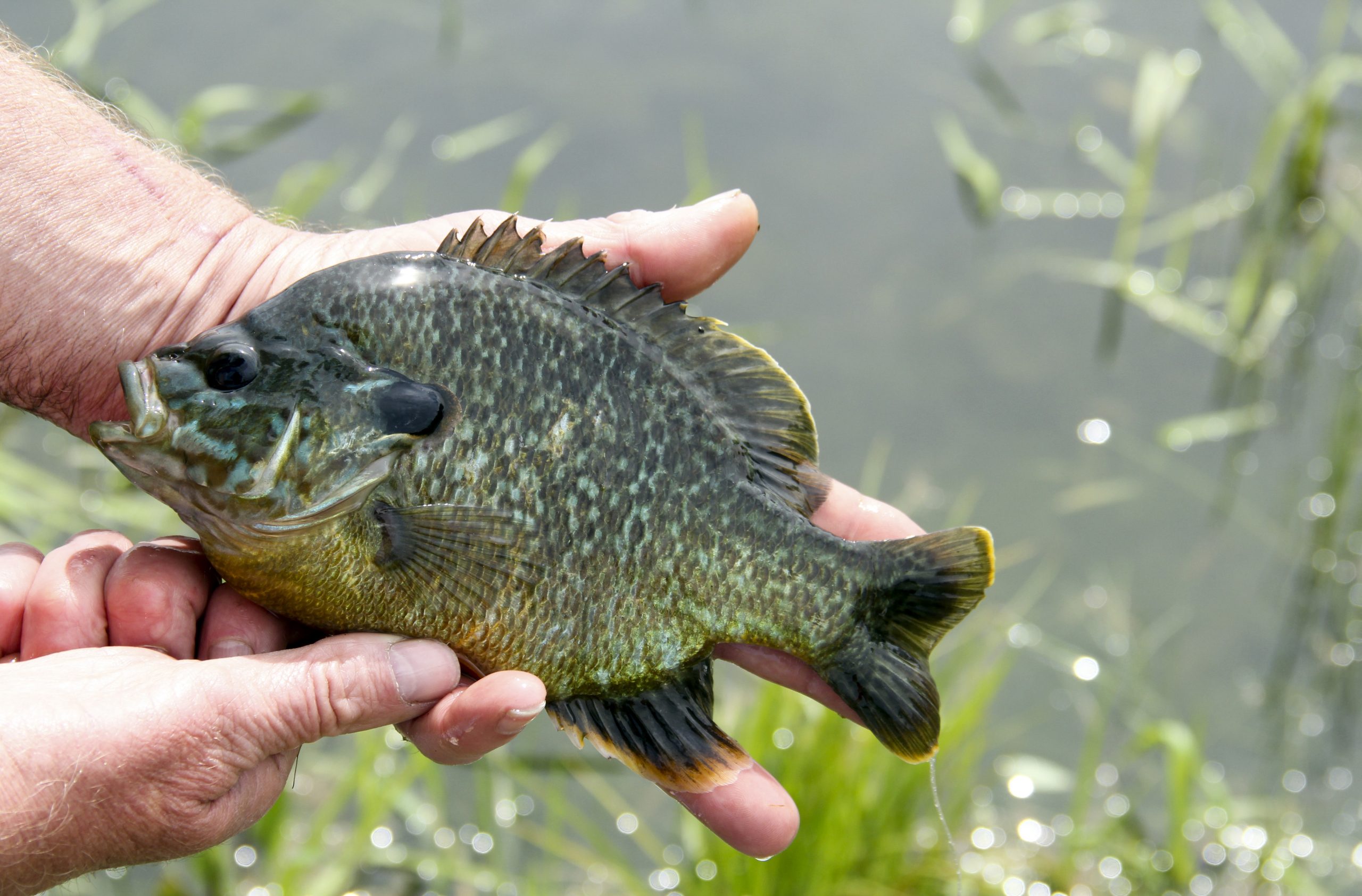 Fishing in TABLE ROCK: The Complete Guide