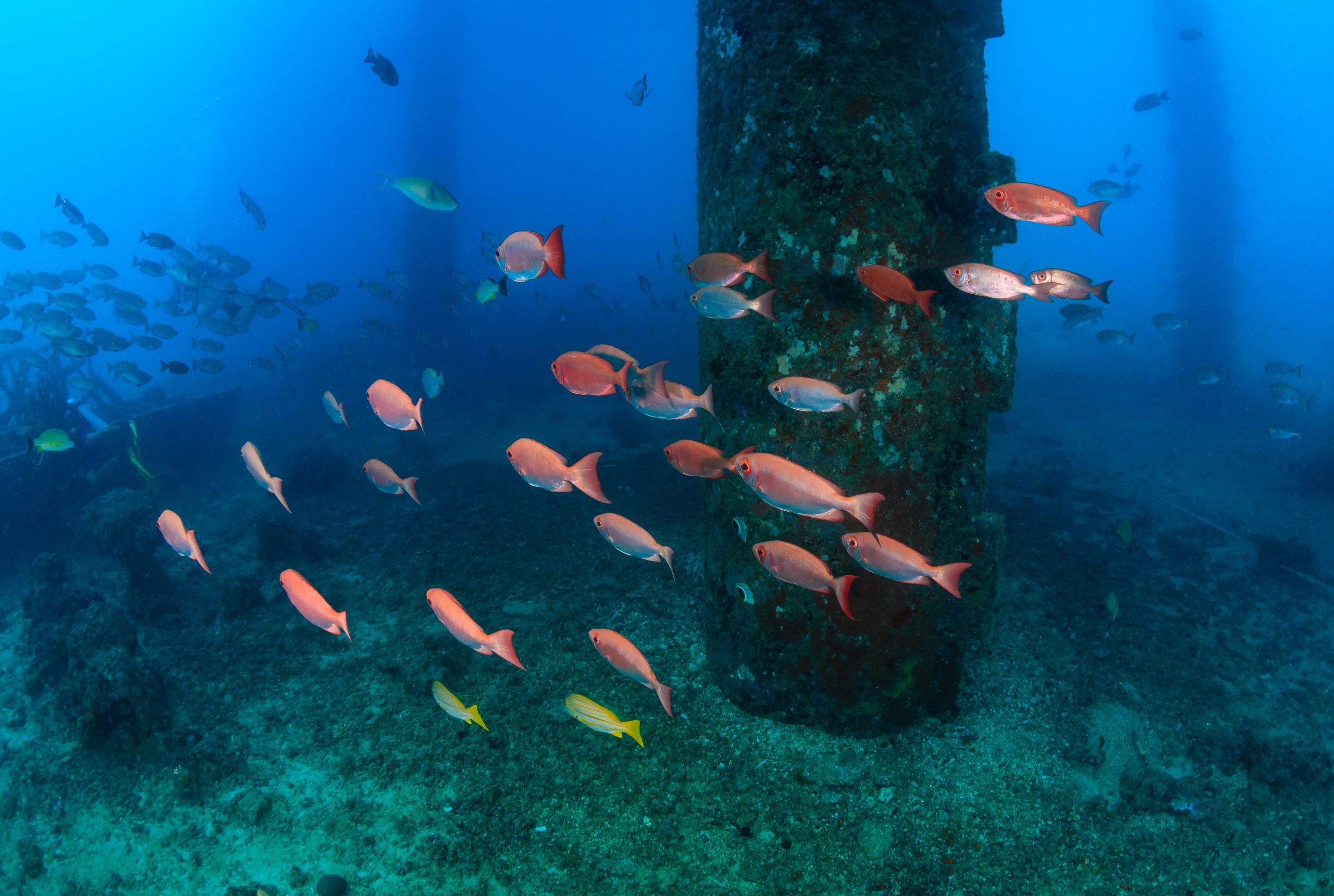 How to Go Oil Rig Fishing in the Gulf of Mexico: The Complete Guide for ...