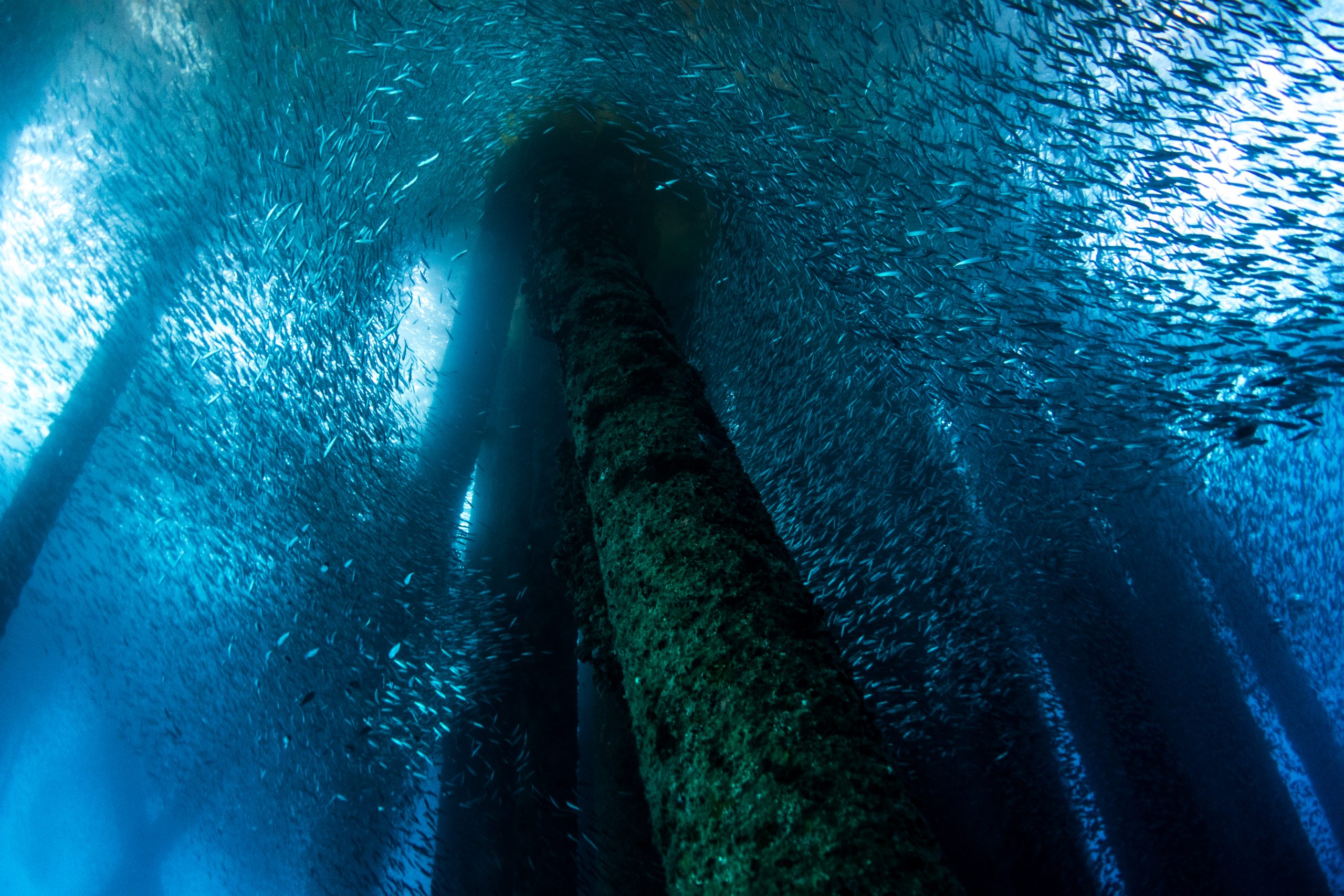 How to Go Oil Rig Fishing in the Gulf of Mexico: The Complete Guide for ...