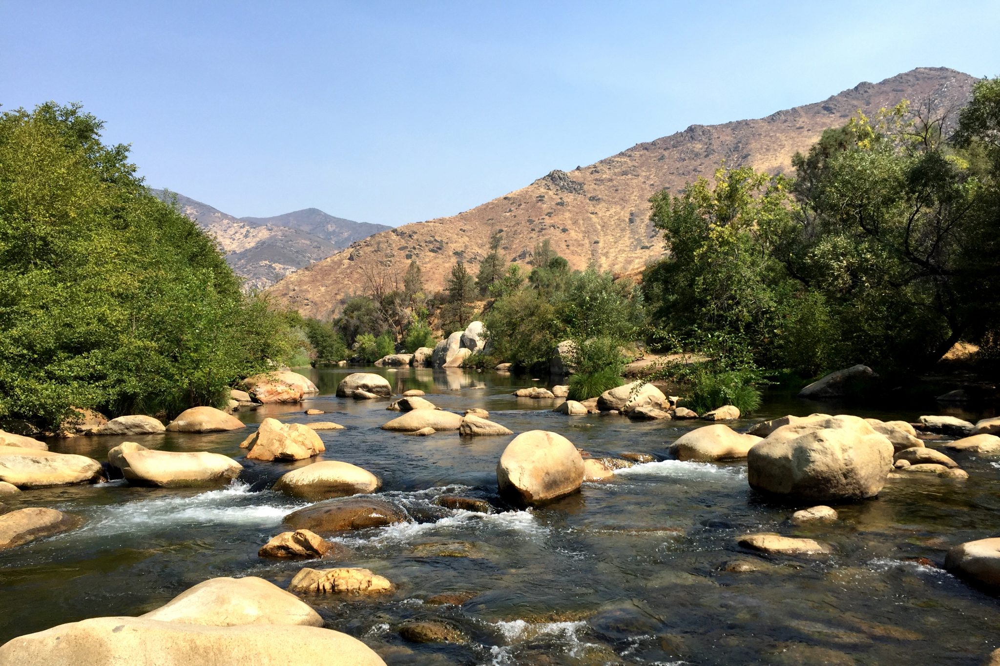 California’s 2 State Fish: Golden Trout and Garibaldi