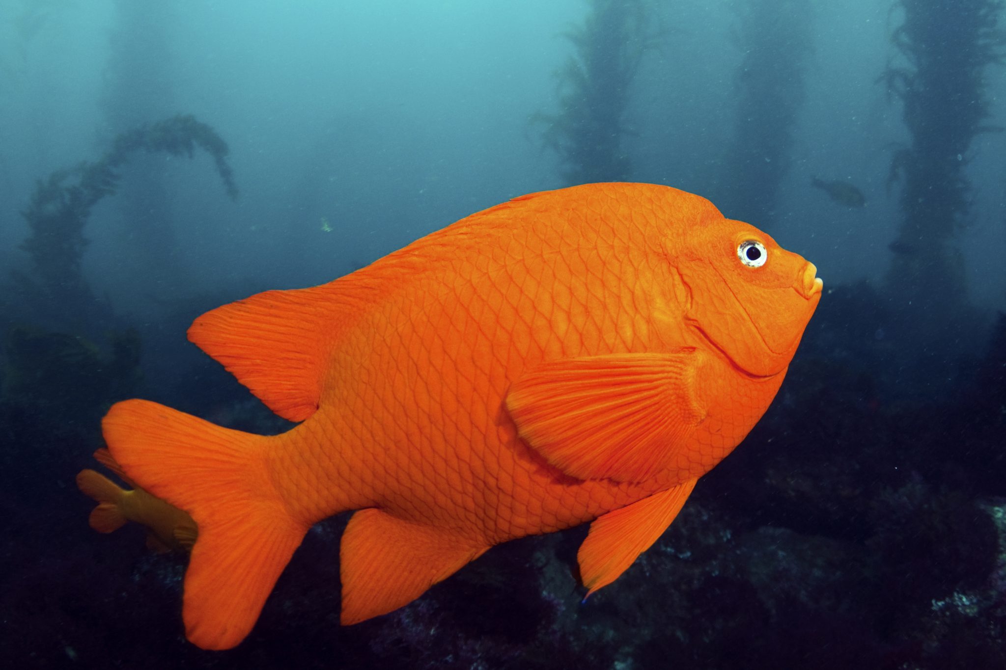 California State Fish: Golden State, Golden Species