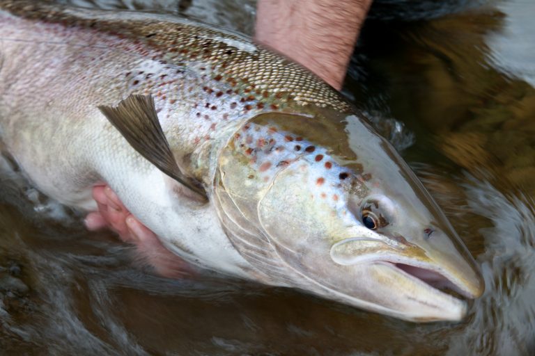 Fishing in NEWFOUNDLAND: The Complete Guide