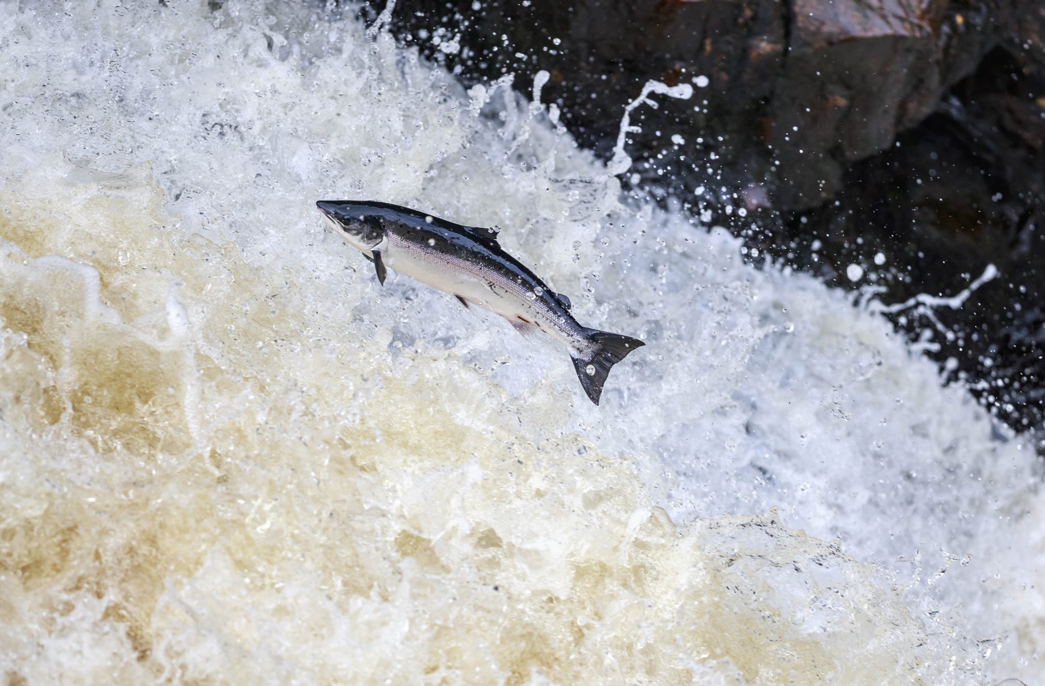 Fishing in NEWFOUNDLAND: The Complete Guide