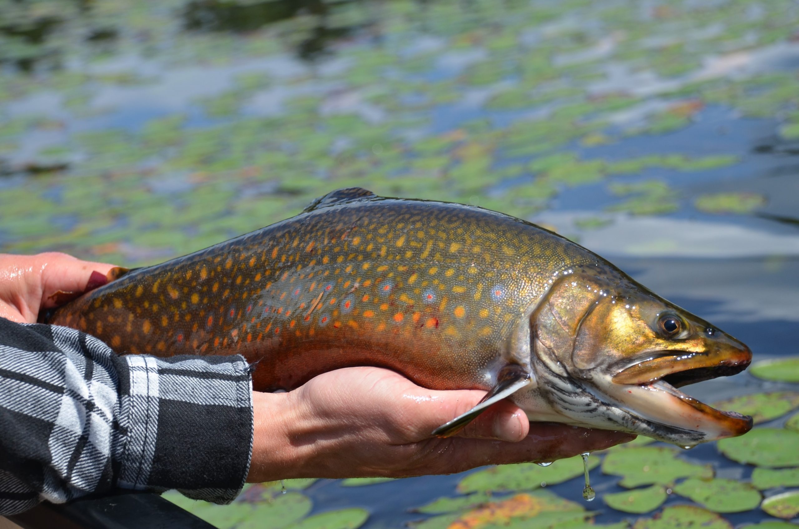 Fishing in NEWFOUNDLAND: The Complete Guide