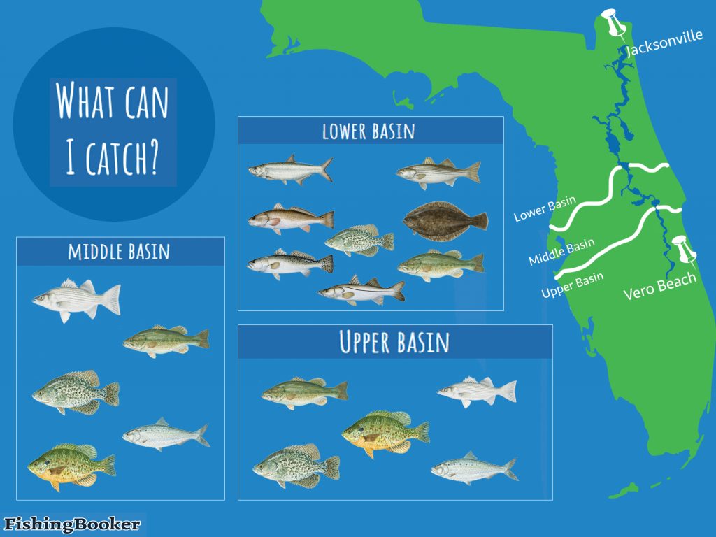 Fishing in ST. JOHNS RIVER: The Complete Guide [VIDEO]