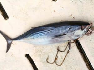 How to Go Trolling: The Complete Guide