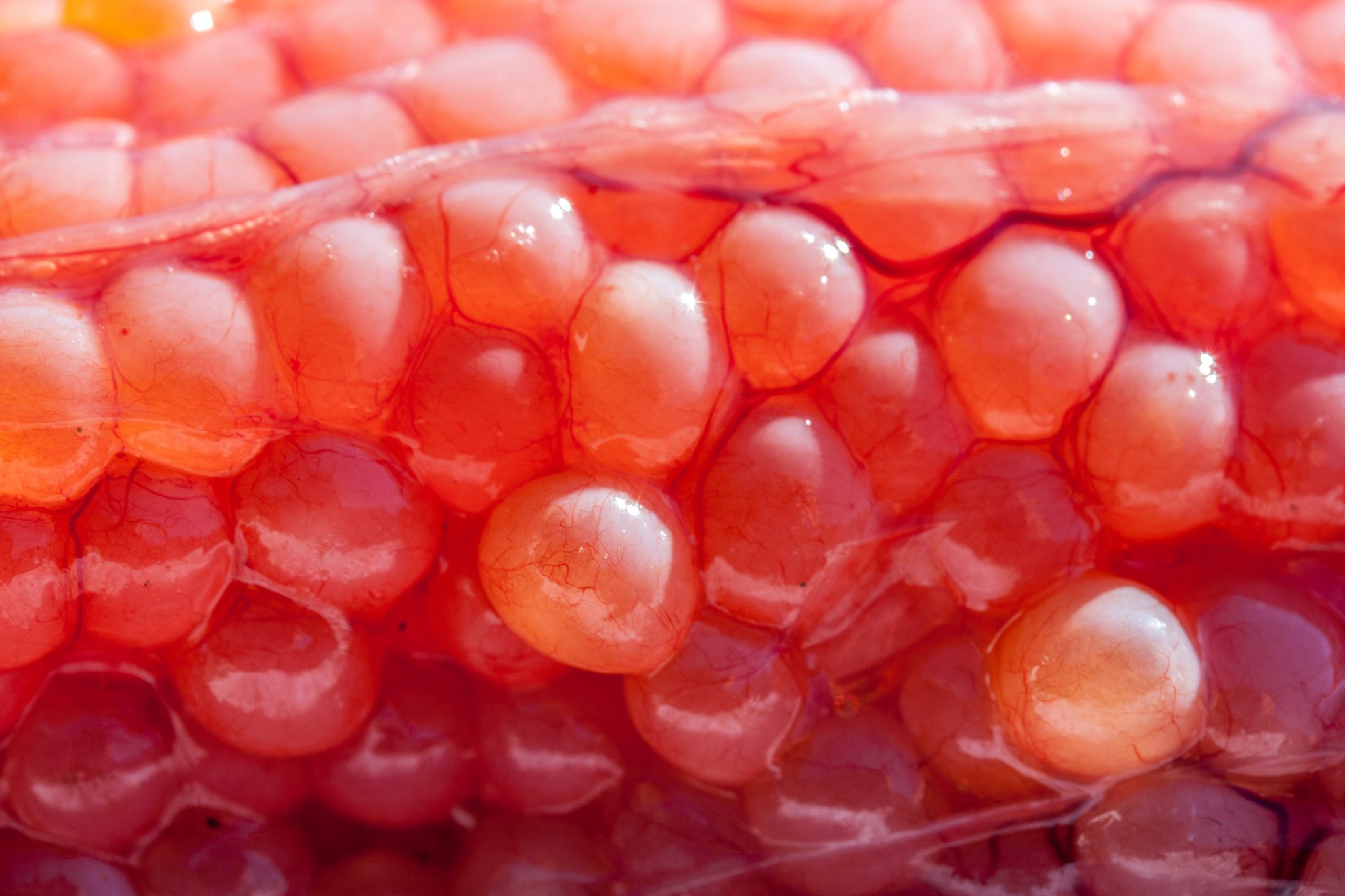 For example, in early spring, eulachon (also known as candlefish ) are ...