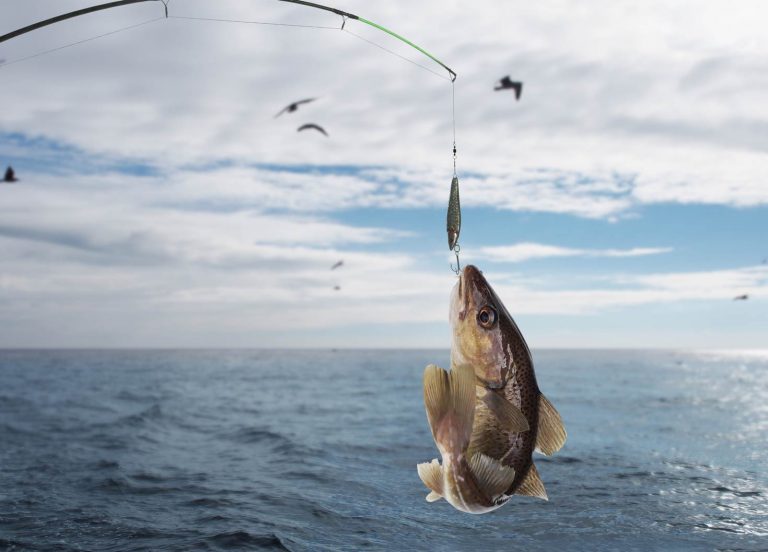 Massachusetts State Fish: A Delicious Piece of History!
