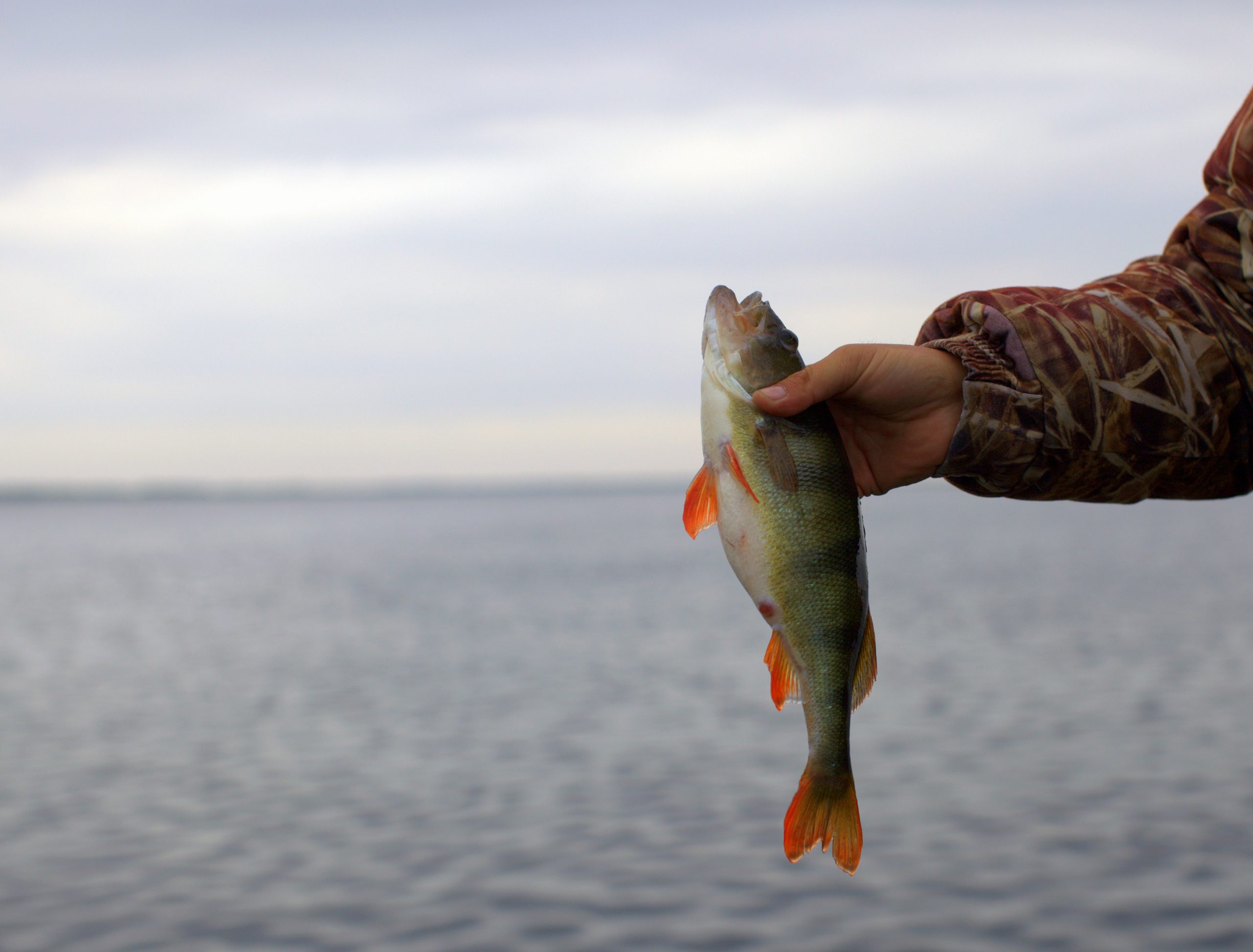 Russia Fishing: The Complete Guide Part I for 2025