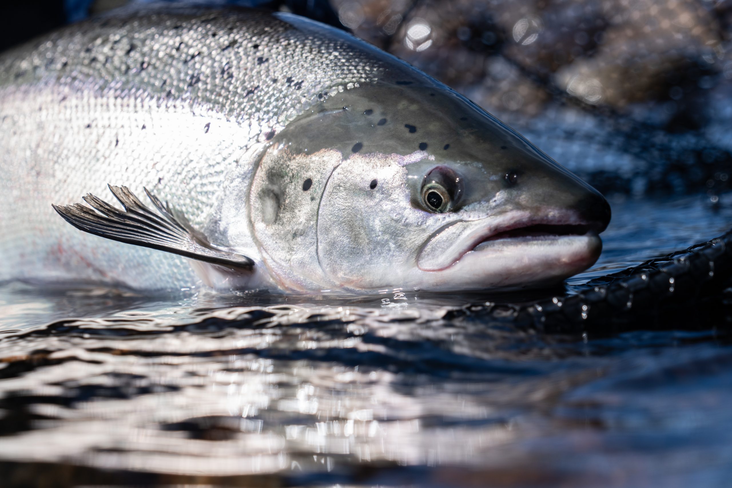 Russia Fishing: The Complete Guide Part I for 2025