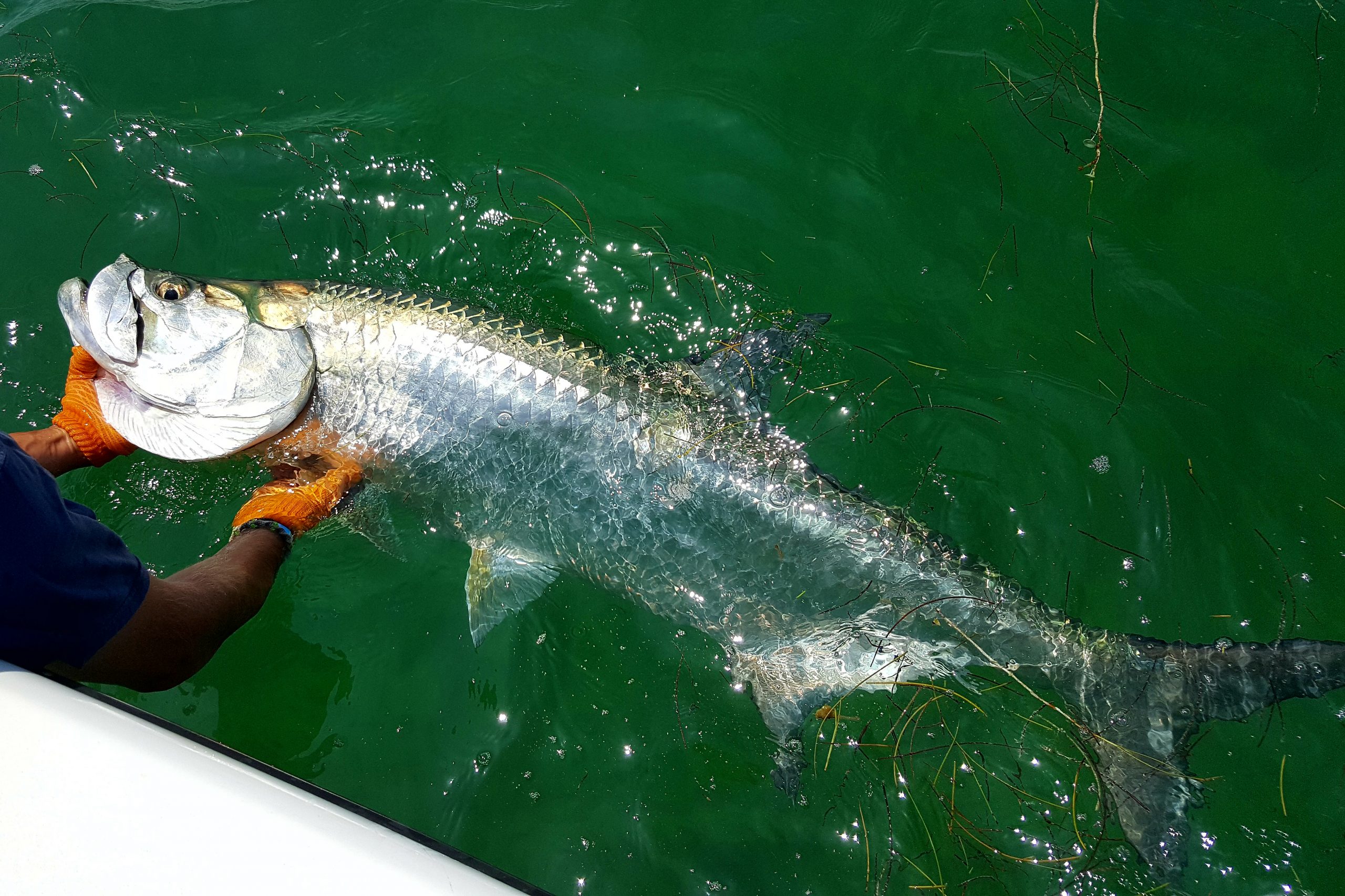 Top 10 Florida Fishing Spots: An Angler’s Guide for 2025