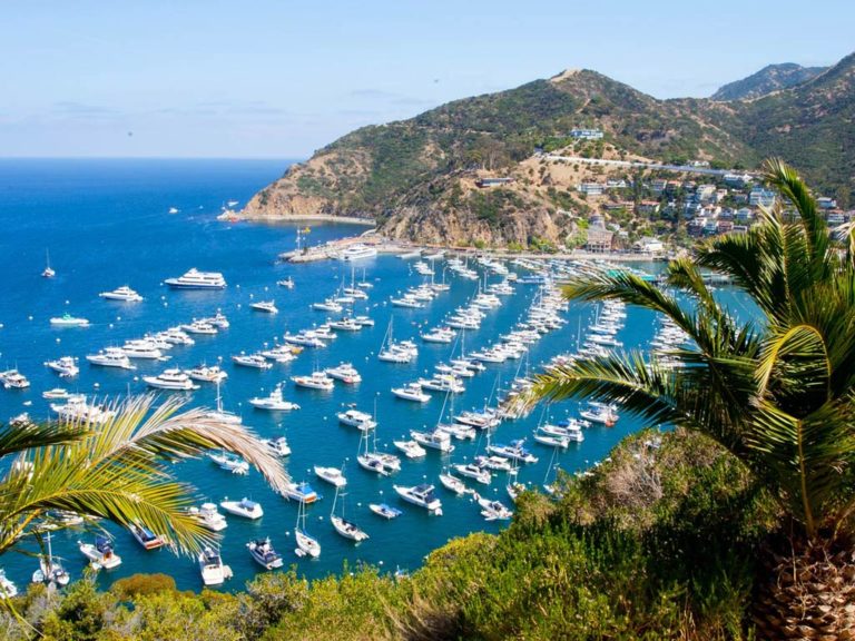 Fishing in CATALINA ISLAND: The Complete Guide [VIDEO]