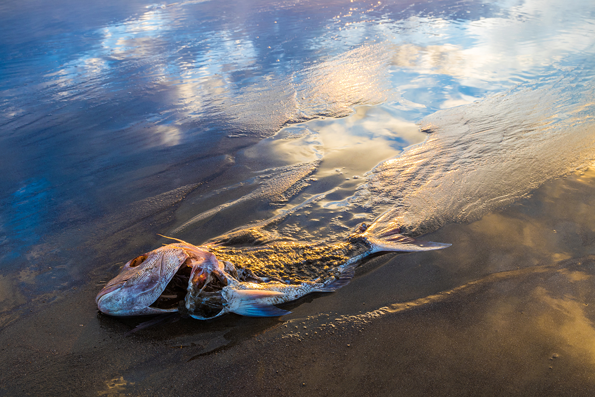 How to Go Kontiki Fishing: The Complete Guide for 2025