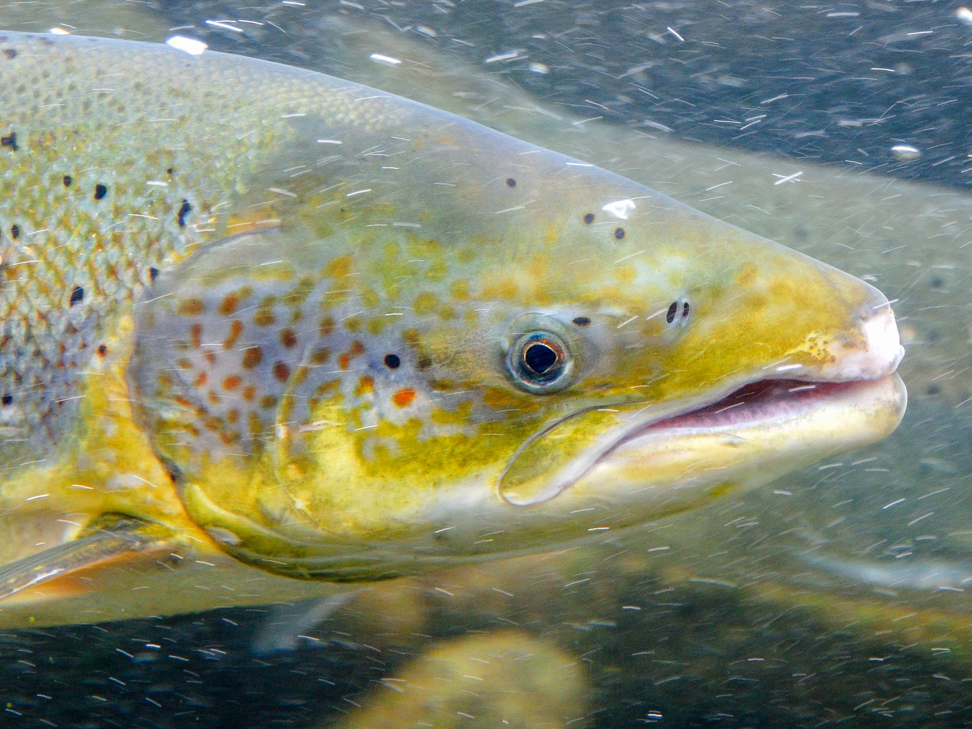 Fishing in PORTUGAL: The Complete Guide