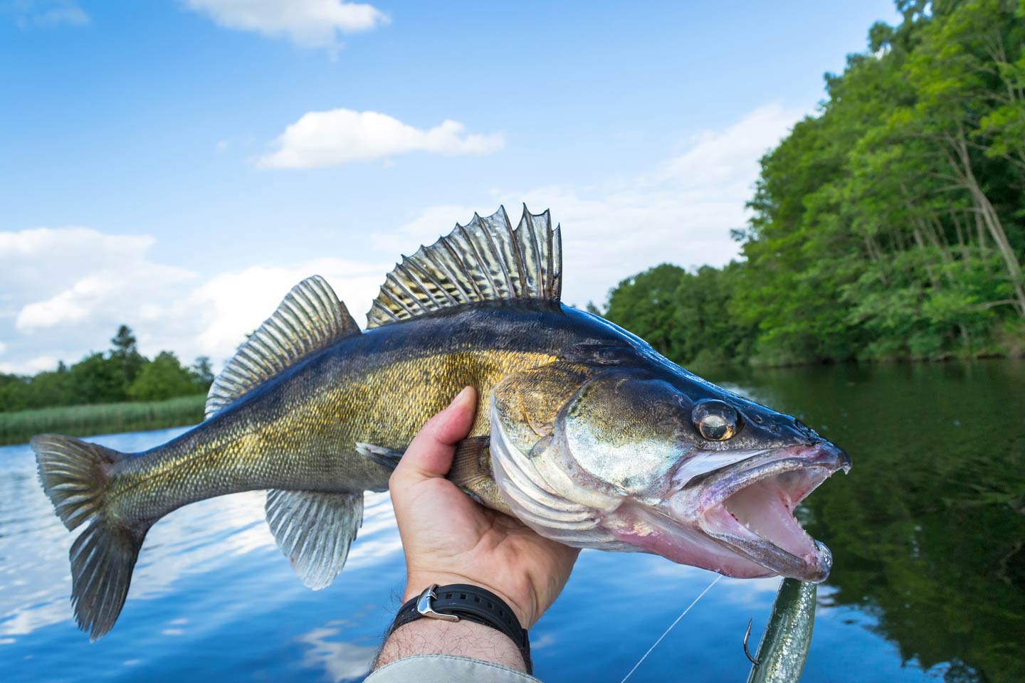 Fishing in TORONTO: The Complete Guide