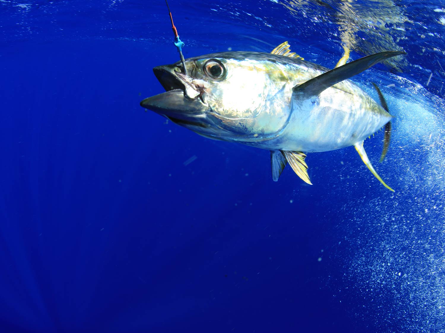 Fishing in DOMINICAN REPUBLIC: The Complete Guide