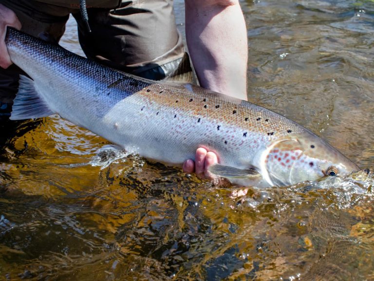 Types of Salmon: The Complete Guide for 2025