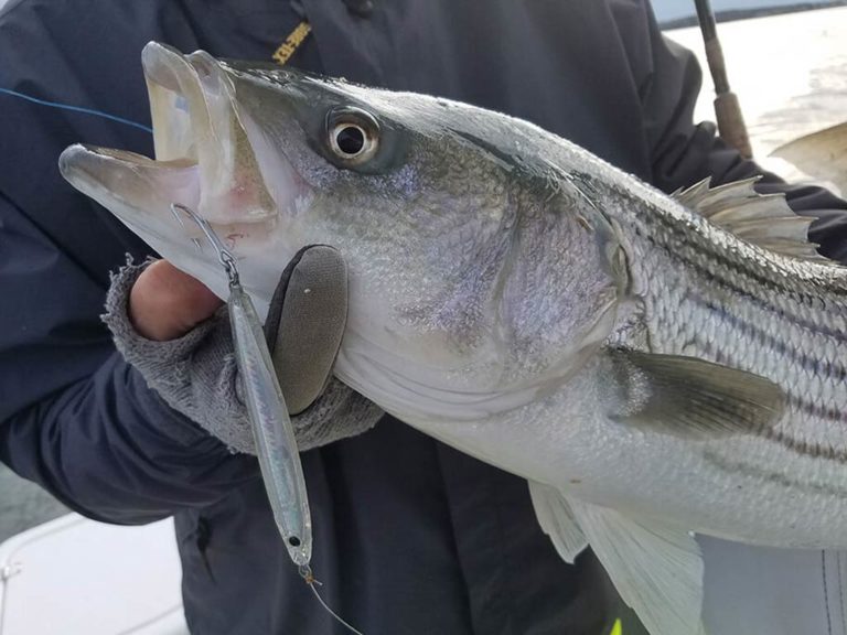 Best Bait for Striped Bass: Top Picks and How to Use Them in 2026