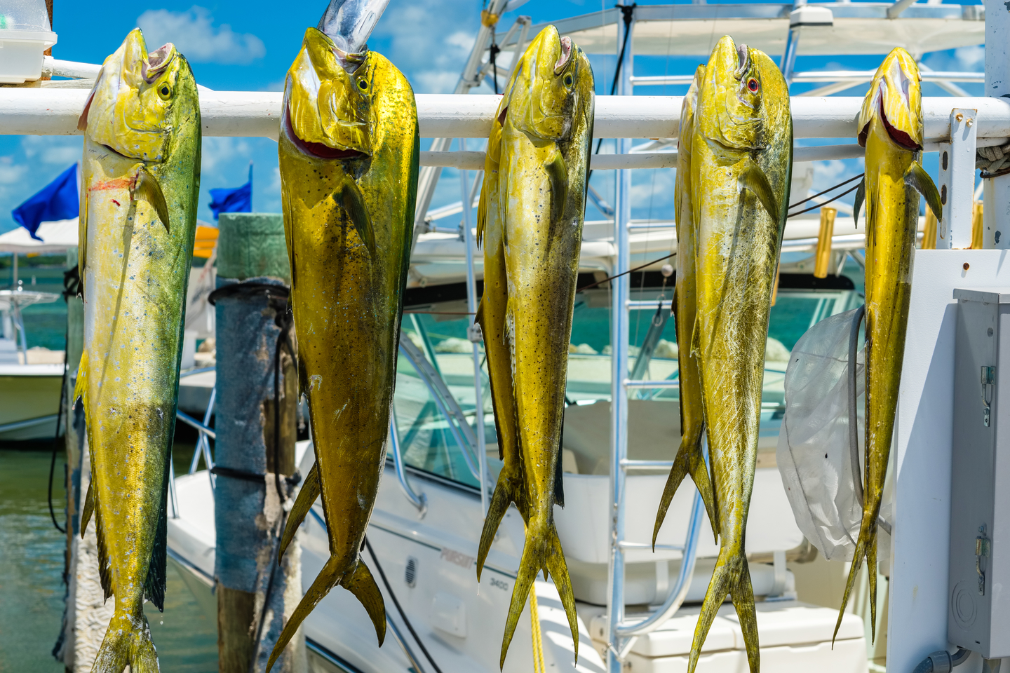 How to Go Deep Sea Fishing in Florida Keys: The Complete Guide for 2025
