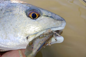 How to Fish for Redfish: The Complete Guide