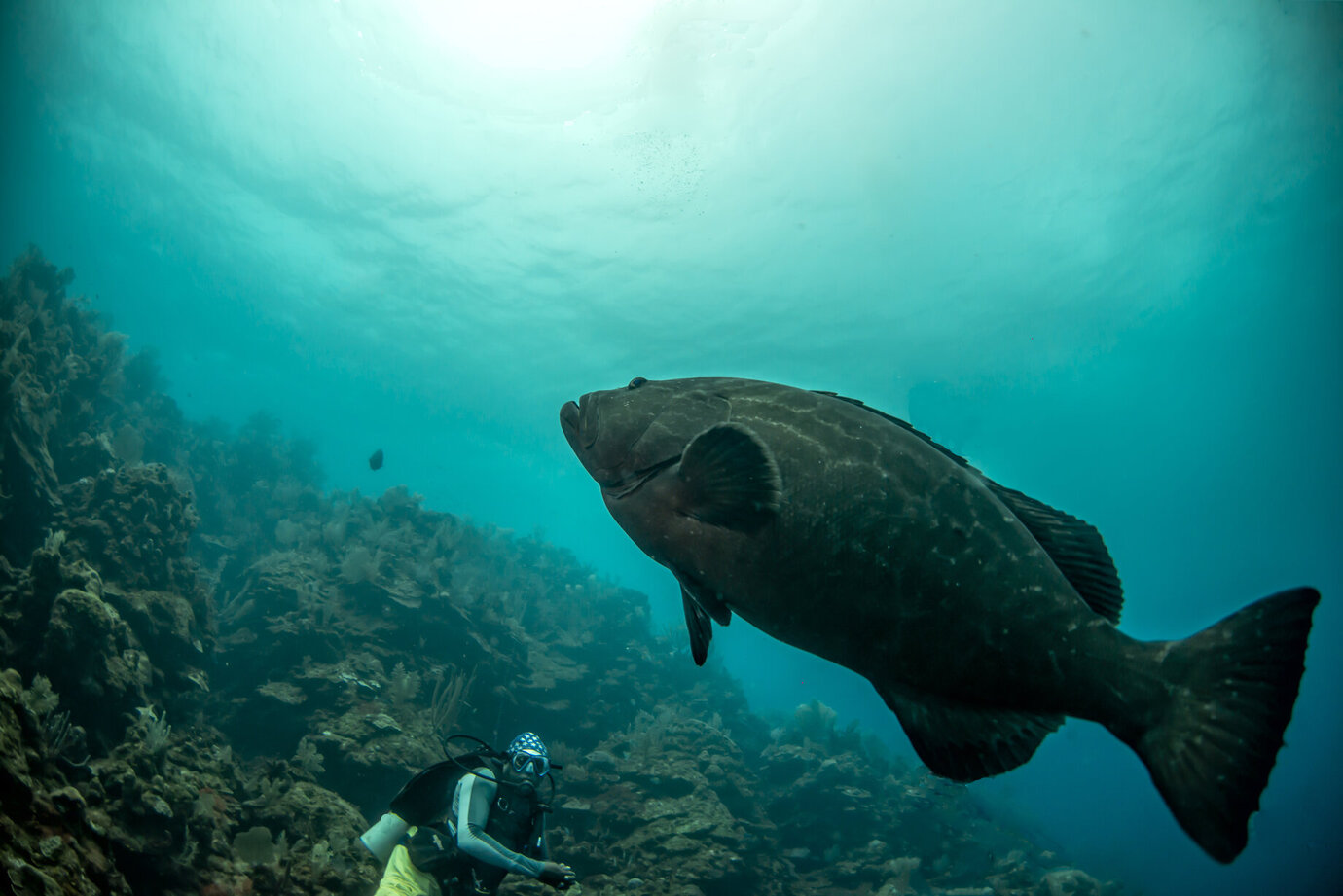 How to Fish for Grouper in Florida: The Complete Guide for 2026