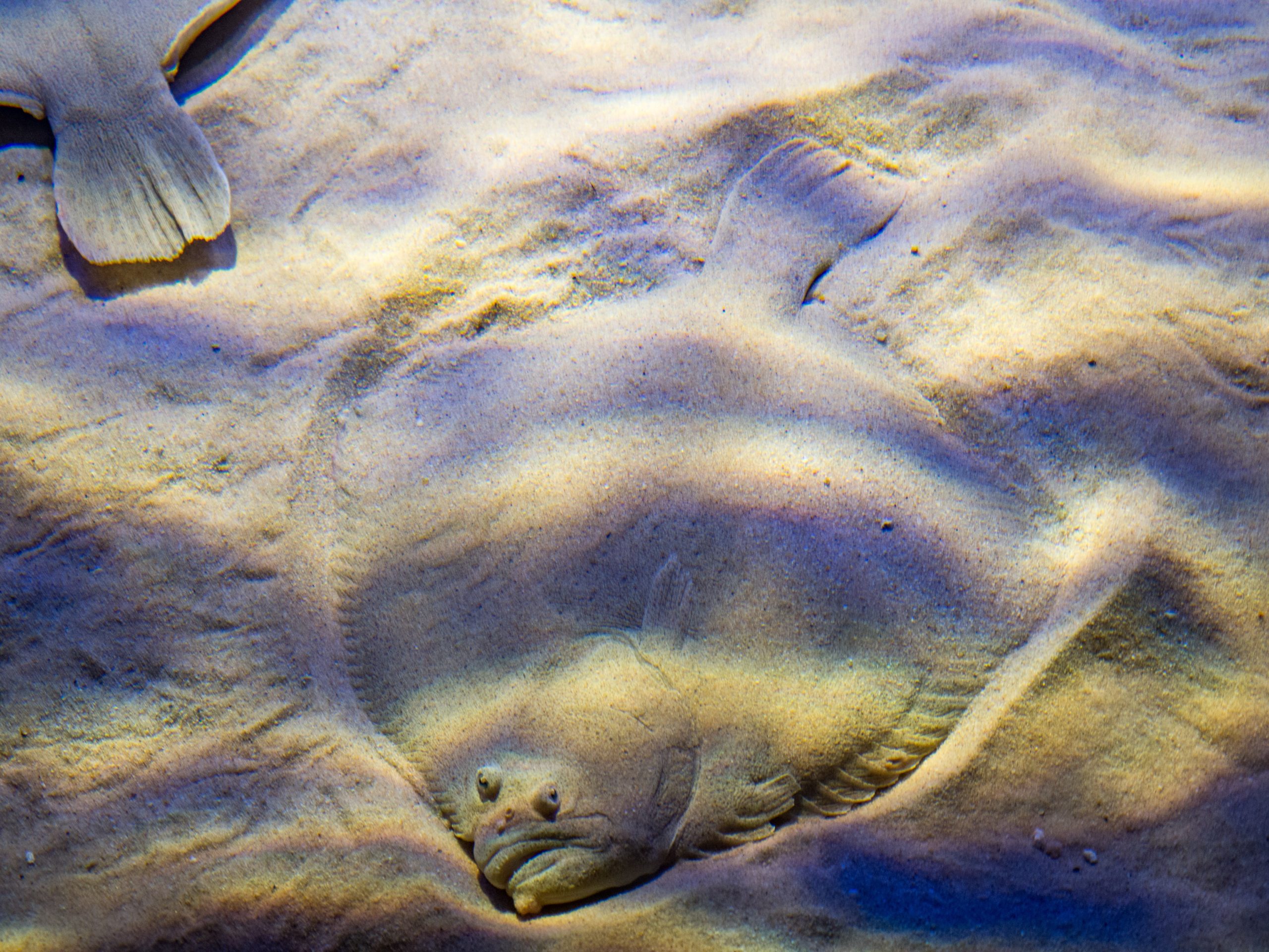How to Go Flounder Gigging: The Complete Guide