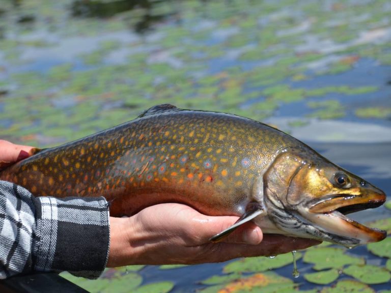 Fishing in MARYLAND: The Complete Guide