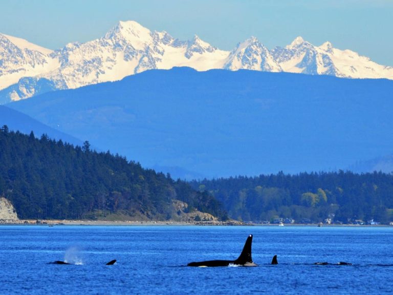 Fishing in SEATTLE: The Complete Guide [VIDEO]