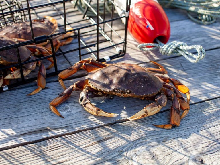 Fishing in SEATTLE: The Complete Guide [VIDEO]