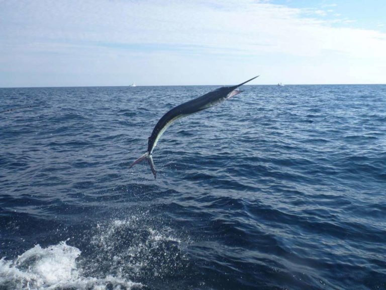 Deep Sea Fishing in North Carolina: The Complete Guide for 2026
