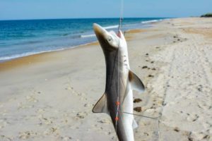 How to Go Surf Fishing: The Complete Guide