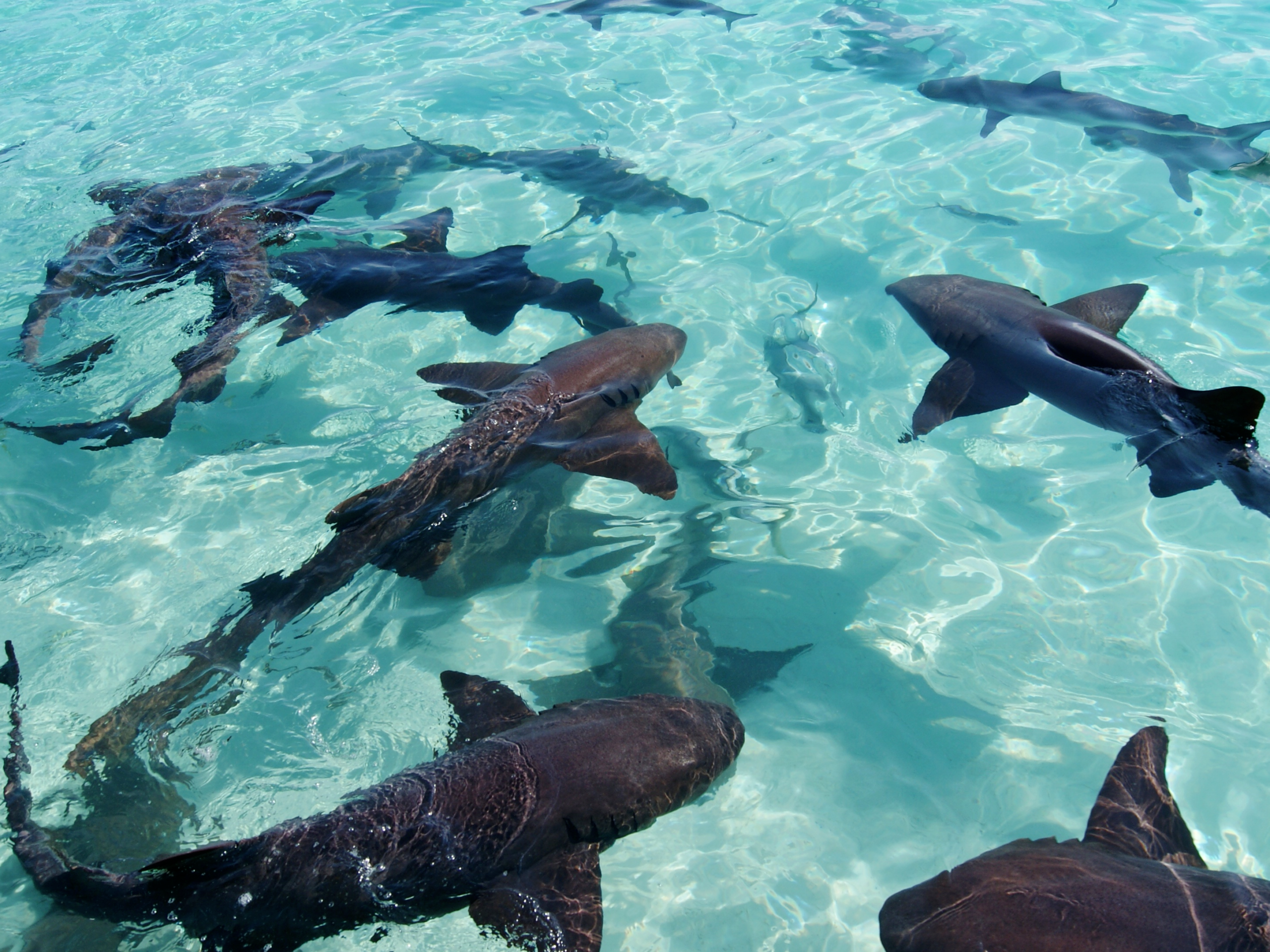 How to Go Spearfishing in the Bahamas: The Complete Guide for 2025