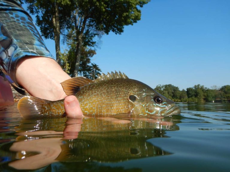The Best Bluegill Bait: An Angler’s Guide for 2024