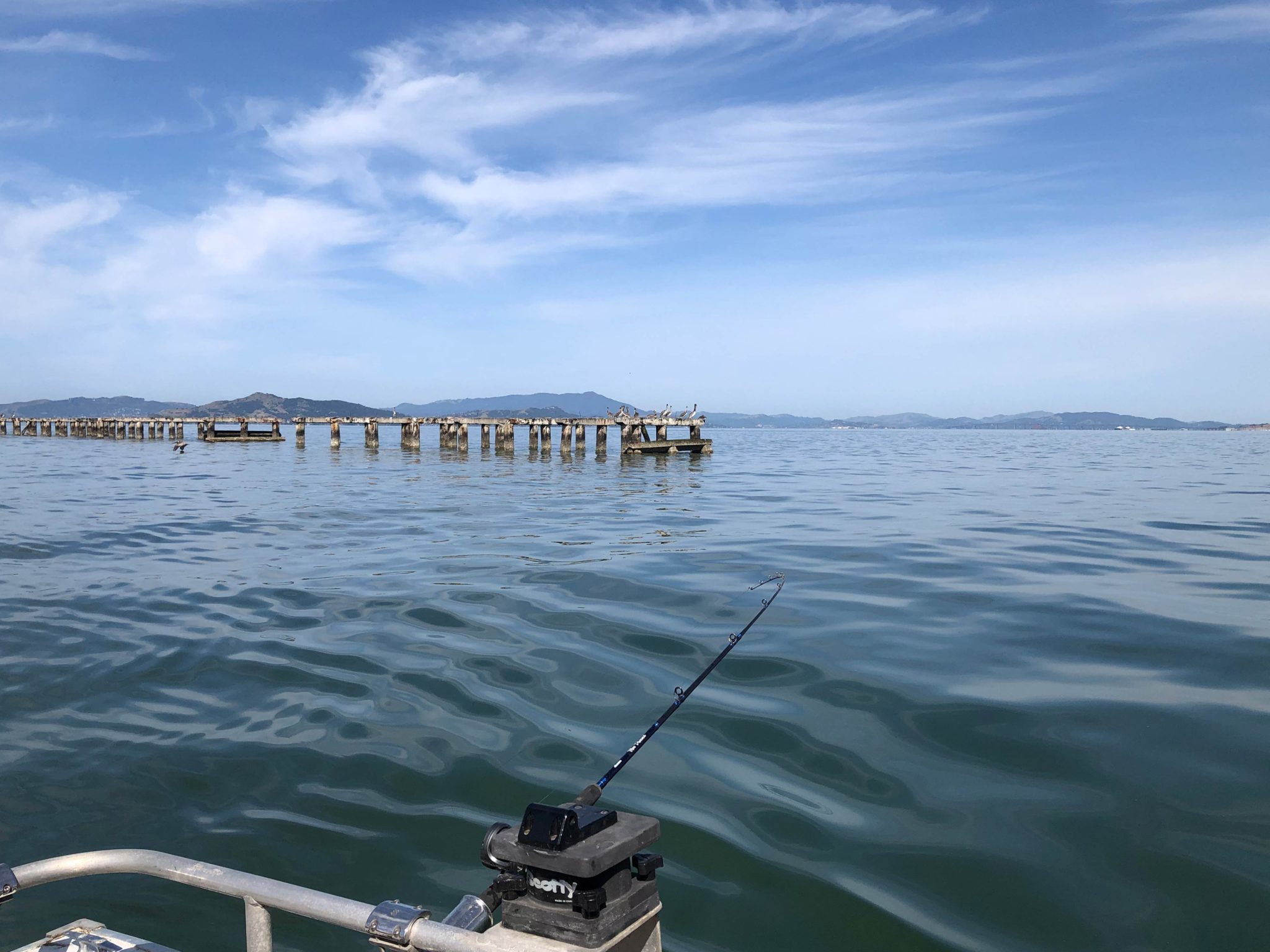 How to Fish for Halibut in San Francisco Bay: The Complete Guide for 2024