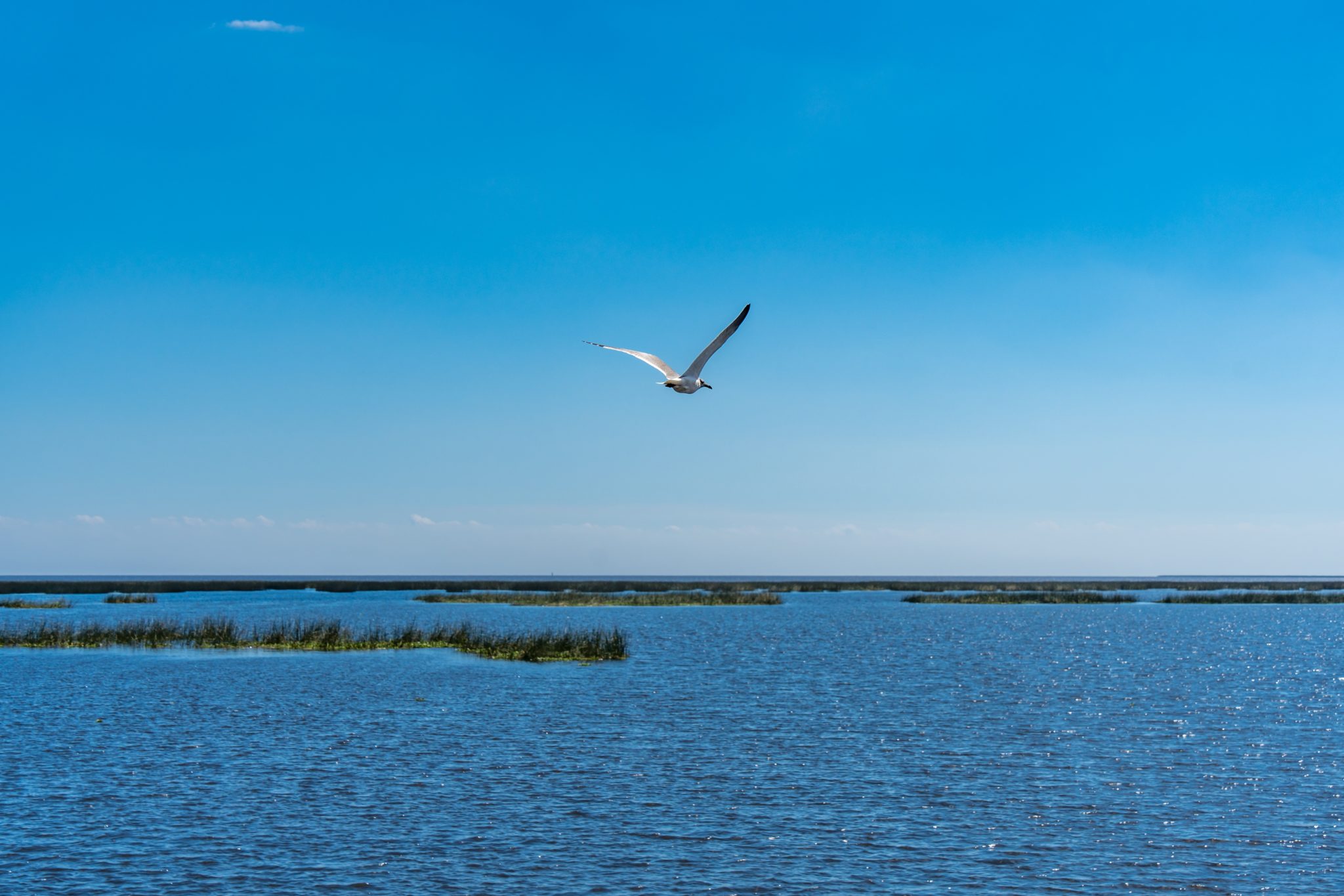 How to Fish for Crappie in Florida: The Complete Guide for 2024