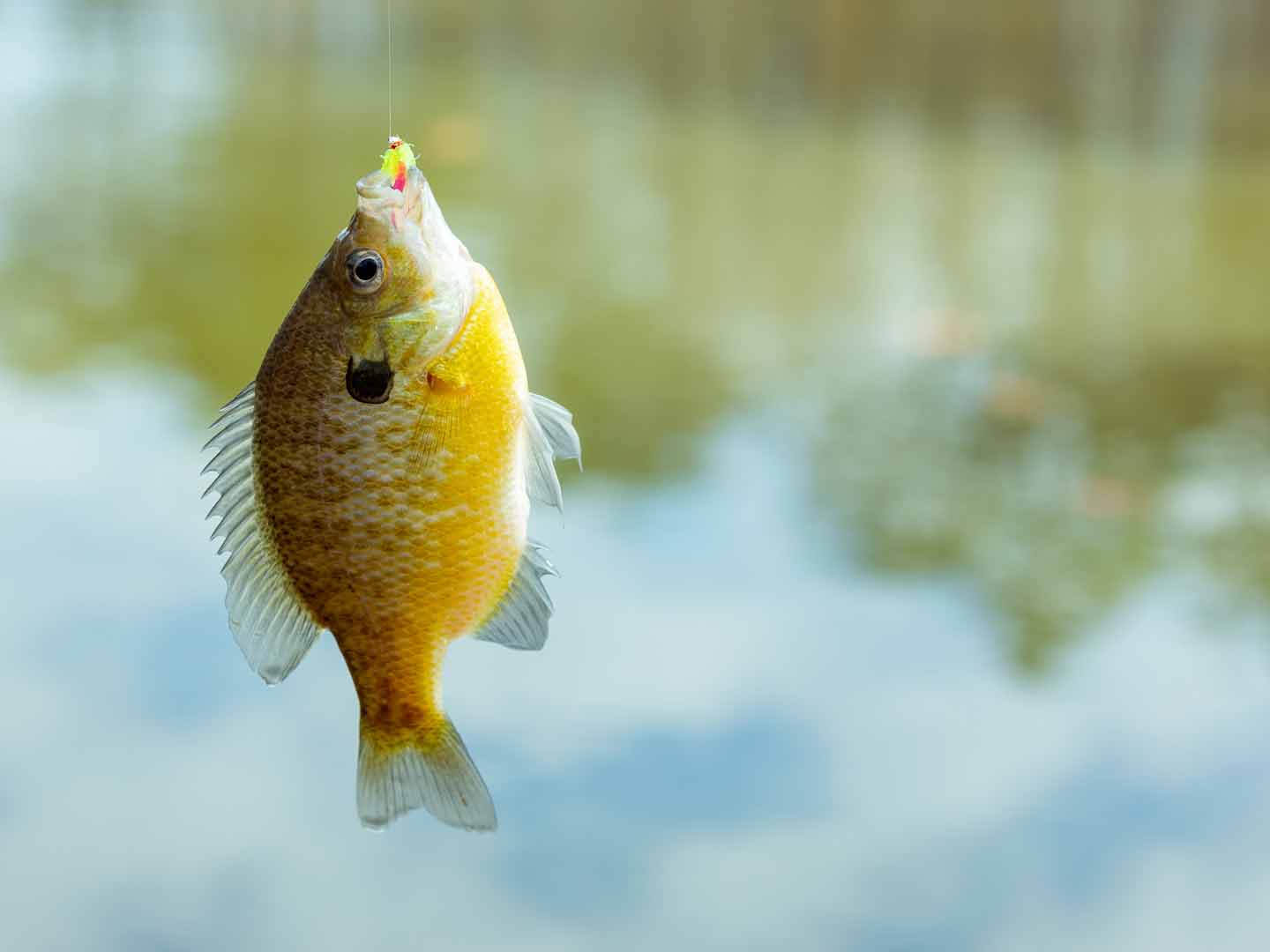 How to Fish for Fall Bass: The Complete Guide for 2025