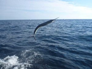 You’ll find Billfish racing along the same offshore waters where you’d ...