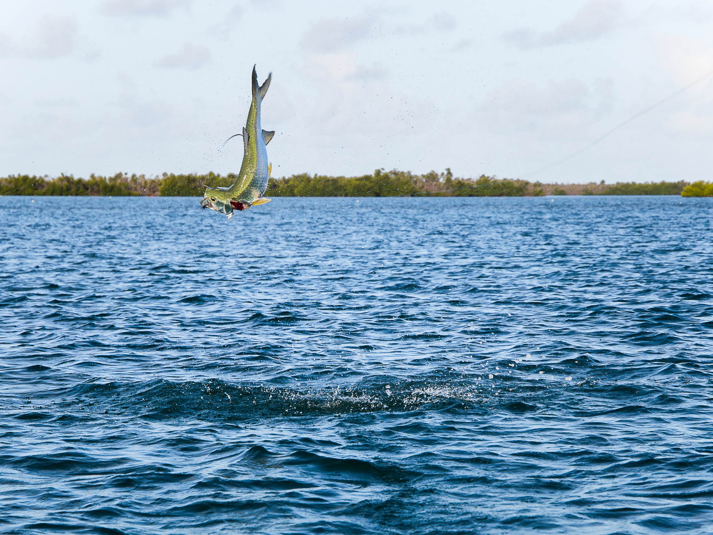 How to Fish for Tarpon in Key West: The Complete Guide for 2025