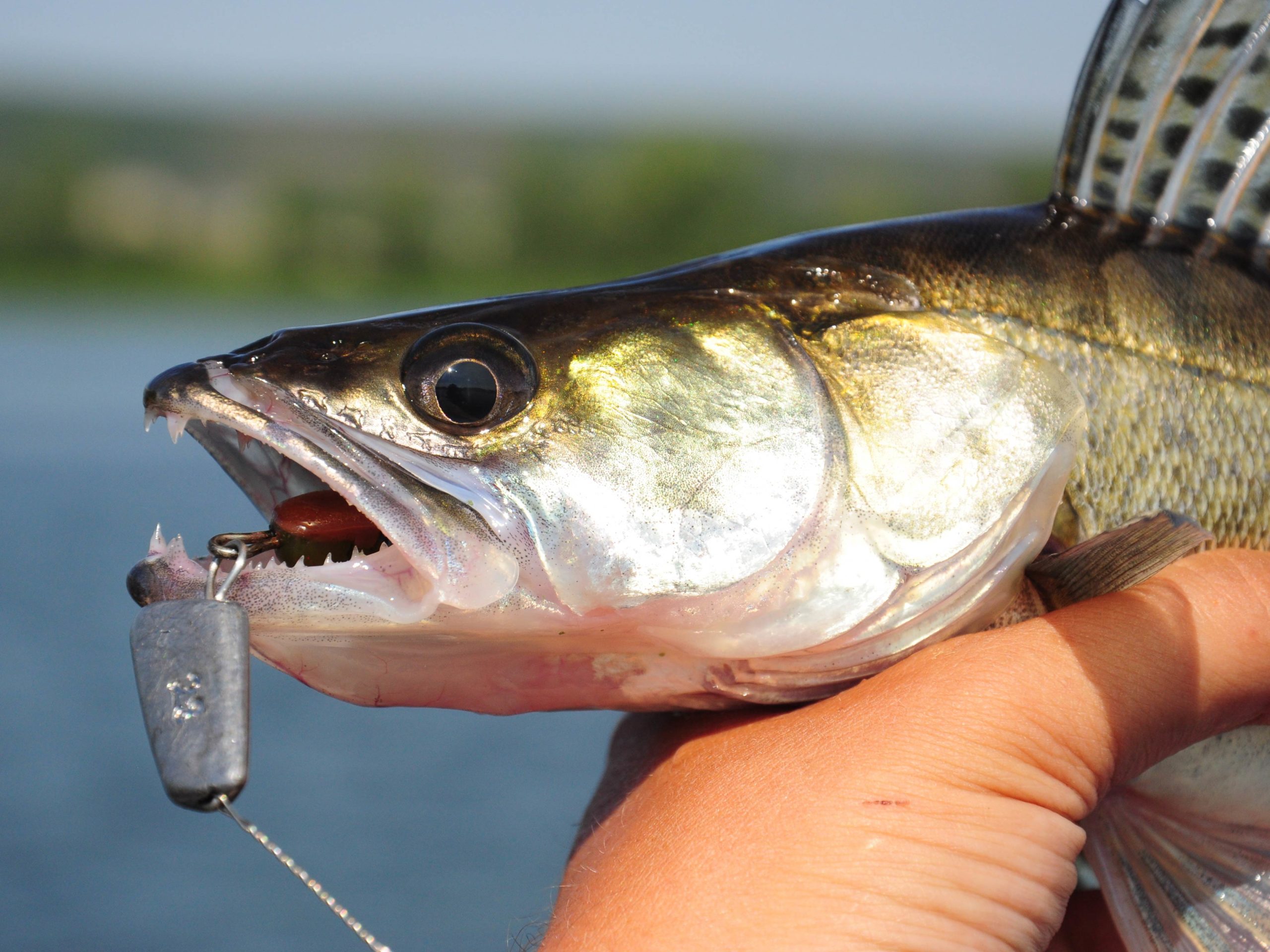 How to Fish for Walleye in Michigan: The Complete Guide for 2024