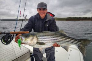 Striped Bass