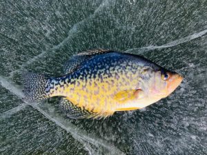 New Jersey Fishing Seasons: The Complete Guide for 2024