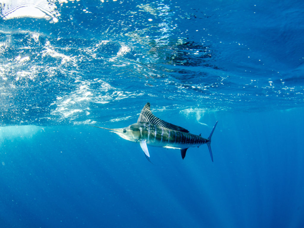 Fastest Fish in the Ocean: Meet the Speedsters!