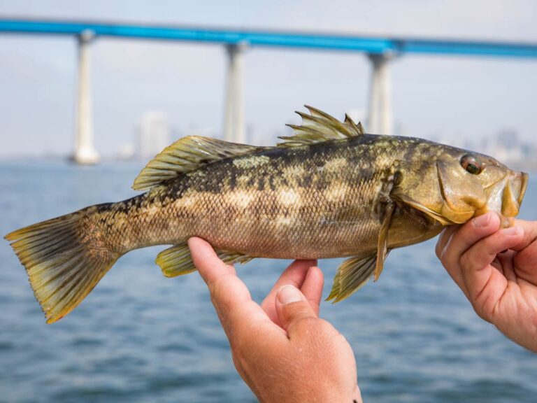 Fishing in CALIFORNIA: The Complete Guide [VIDEO]
