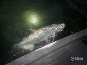 Photo courtesy of Texas Tarpon Adventures