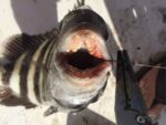 The Best Sheepshead Bait: An Angler’s Guide for 2026