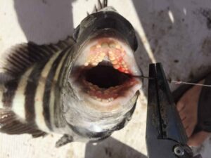 The Best Sheepshead Bait: An Angler’s Guide for 2024
