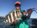 The Best Sheepshead Bait: An Angler’s Guide for 2026