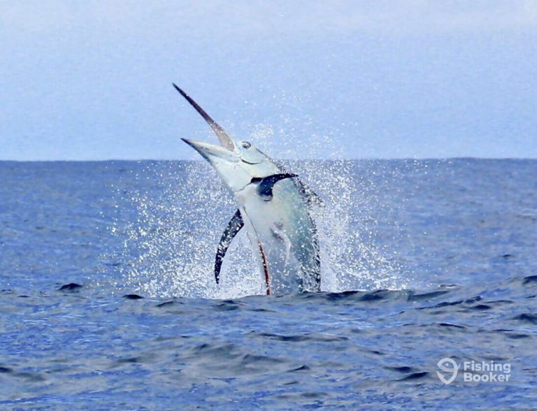 How to Go Marlin Fishing in Costa Rica: An Angler’s Guide for 2026